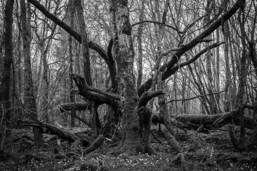 Alice Marc photographe auteure artiste exposition écriture portrait